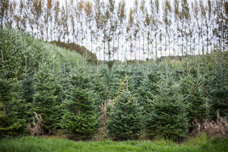 Pick your own | Peterley Manor Farm