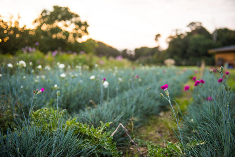 Peterley Manor Farm | A family run farm set in the Chiltern Hills ...